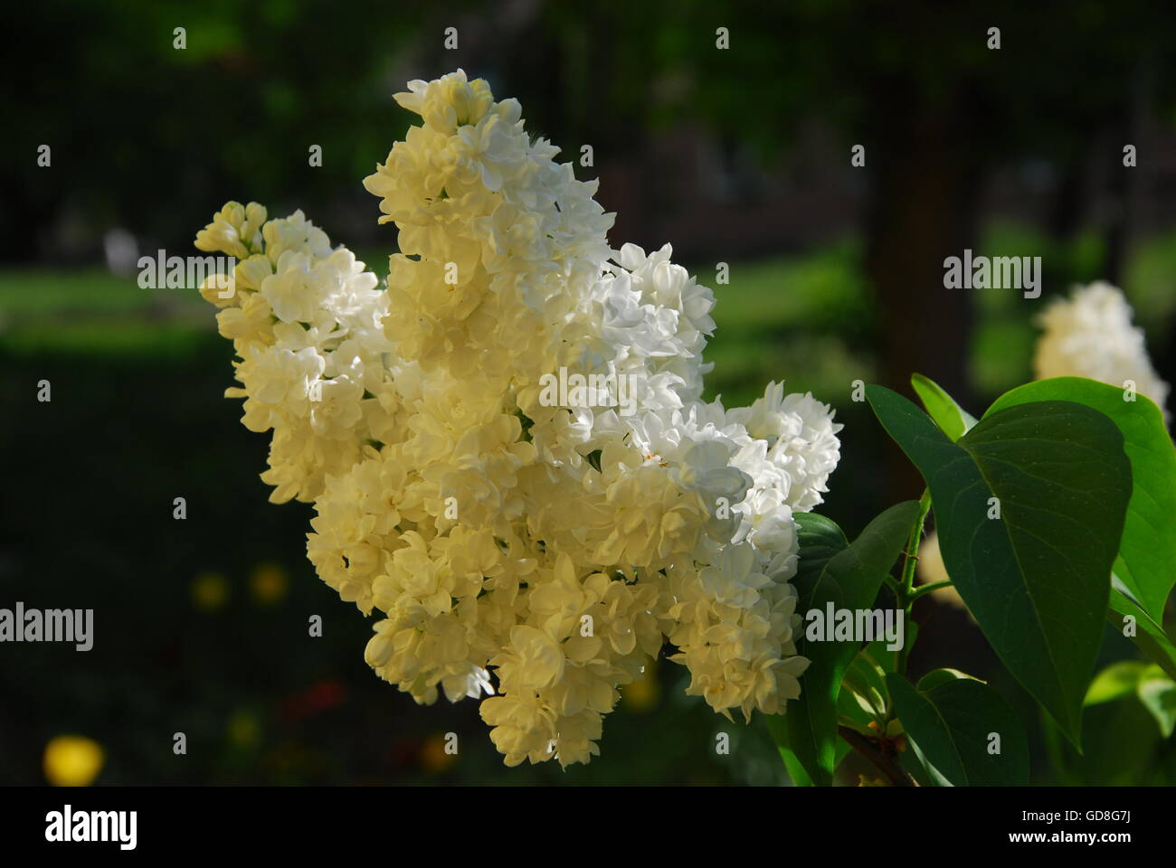 White lilac, syringa vulgaris Stock Photo - Alamy