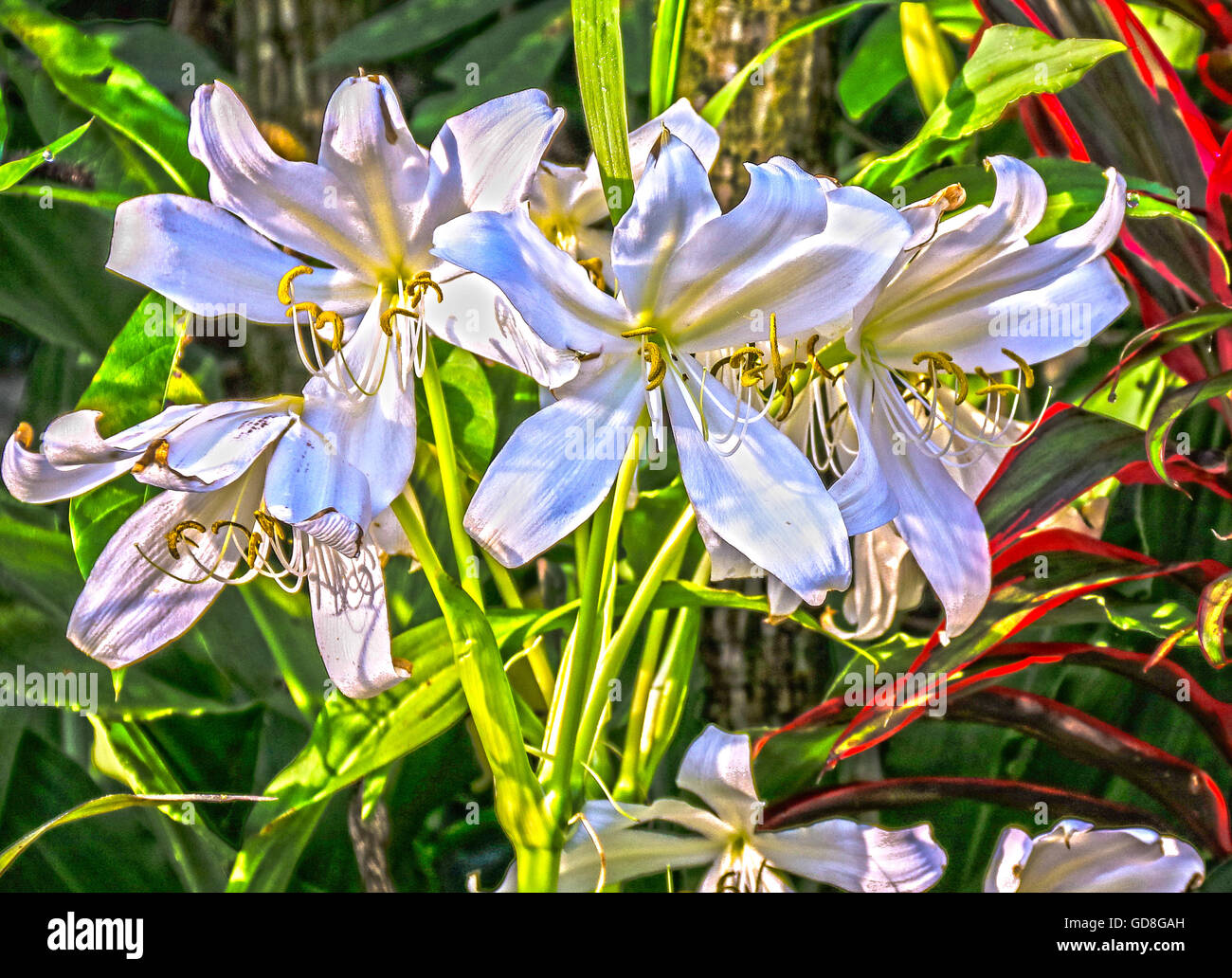 sepatu flowers from indonesia Stock Photo - Alamy