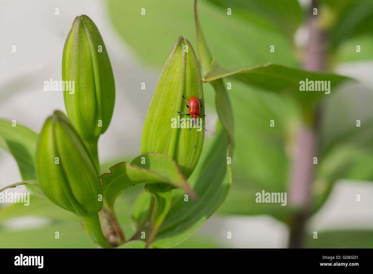 Lilly beetle hi-res stock photography and images - Alamy