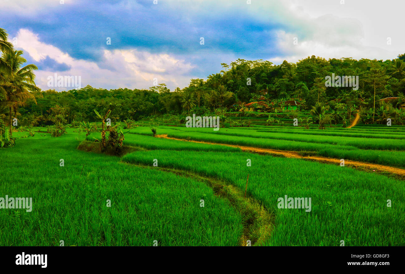 Indonesian landscape hi-res stock photography and images - Alamy