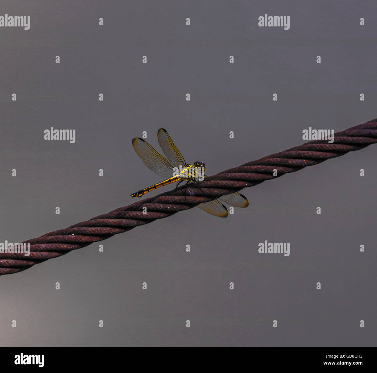 at my country in the name is Papatong (dragon fly Stock Photo - Alamy