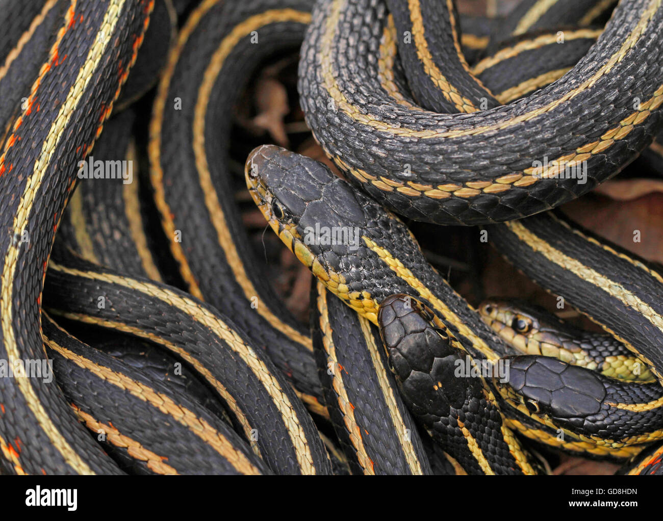 Red sided garter snake hi-res stock photography and images - Alamy