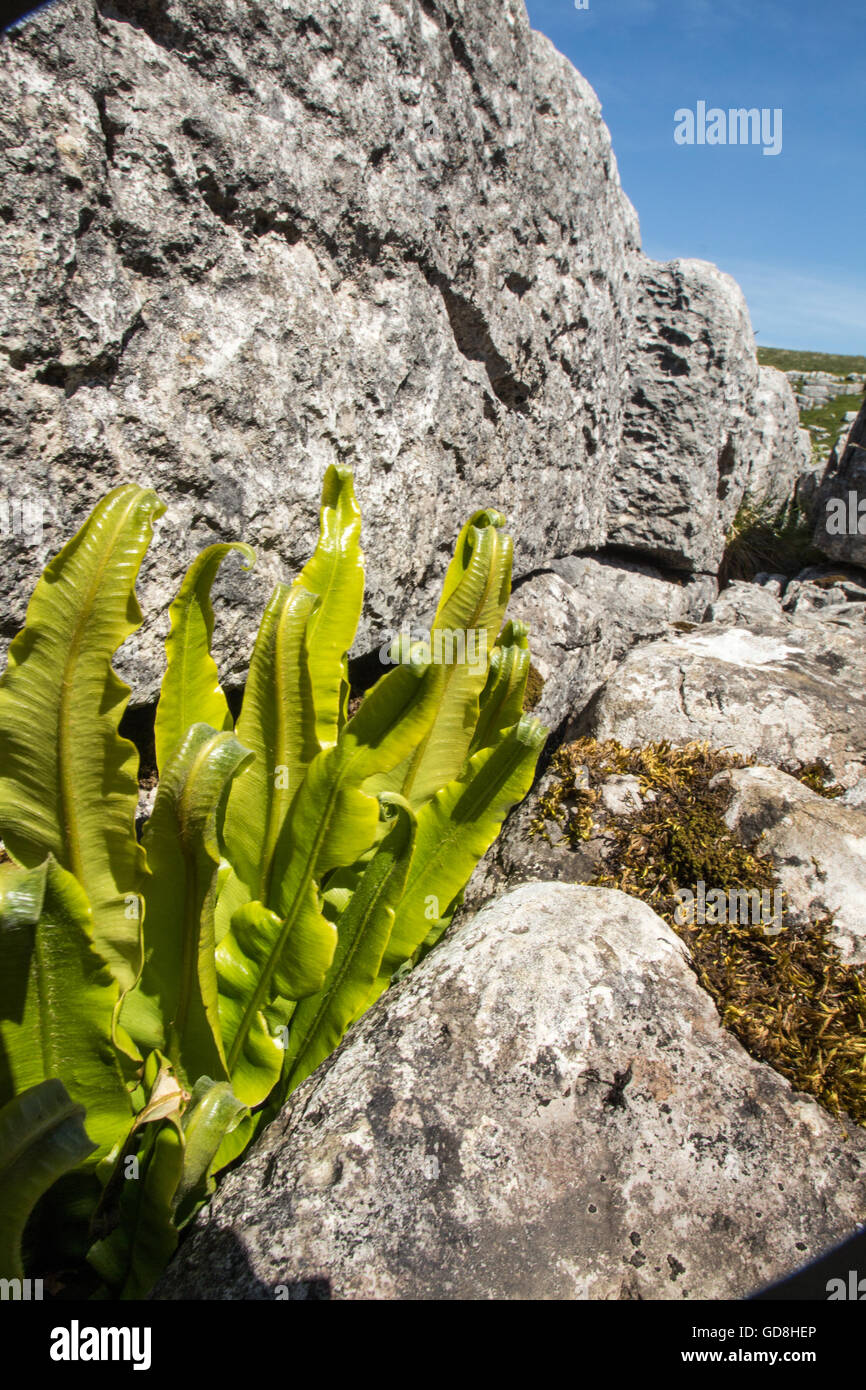 Hart's tongue fern growing in limestone pavement Stock Photo - Alamy