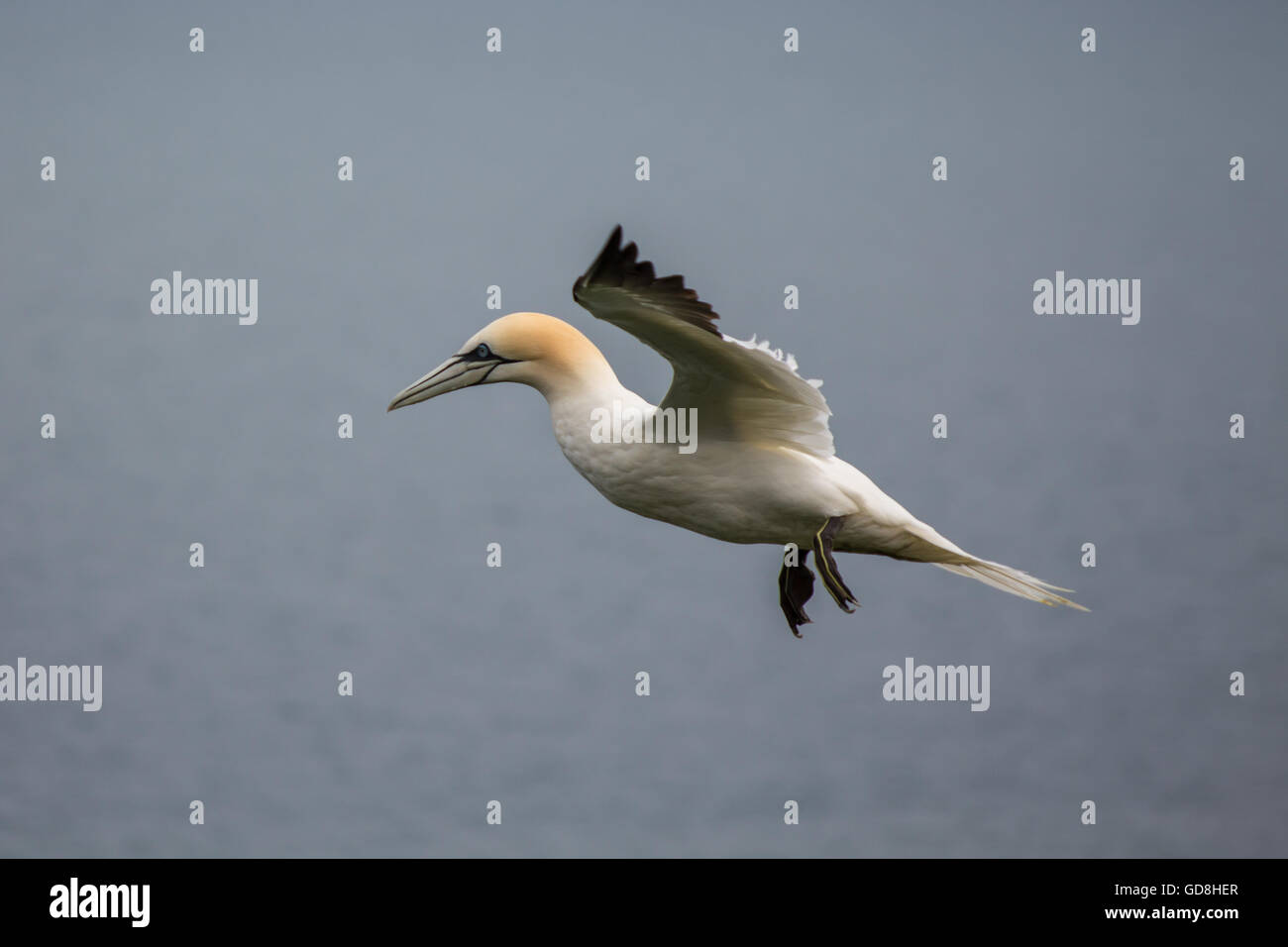 gannet in flight Stock Photo - Alamy