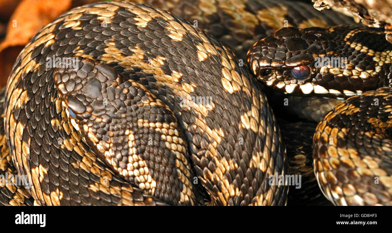 Common viper vipera berus hi-res stock photography and images - Alamy