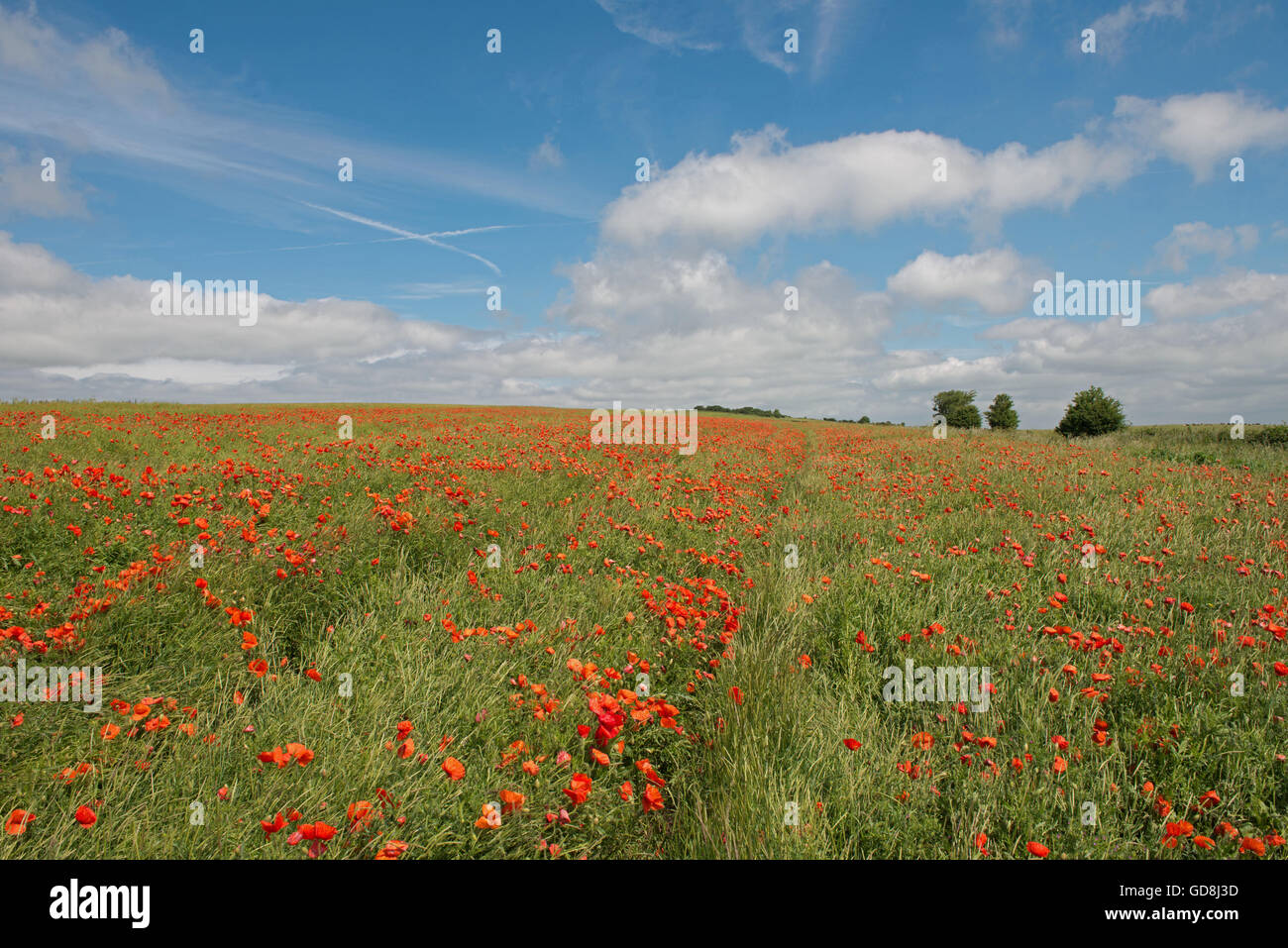 A field of Poppies - Papaver rhoeas on the South Downs National Park ...