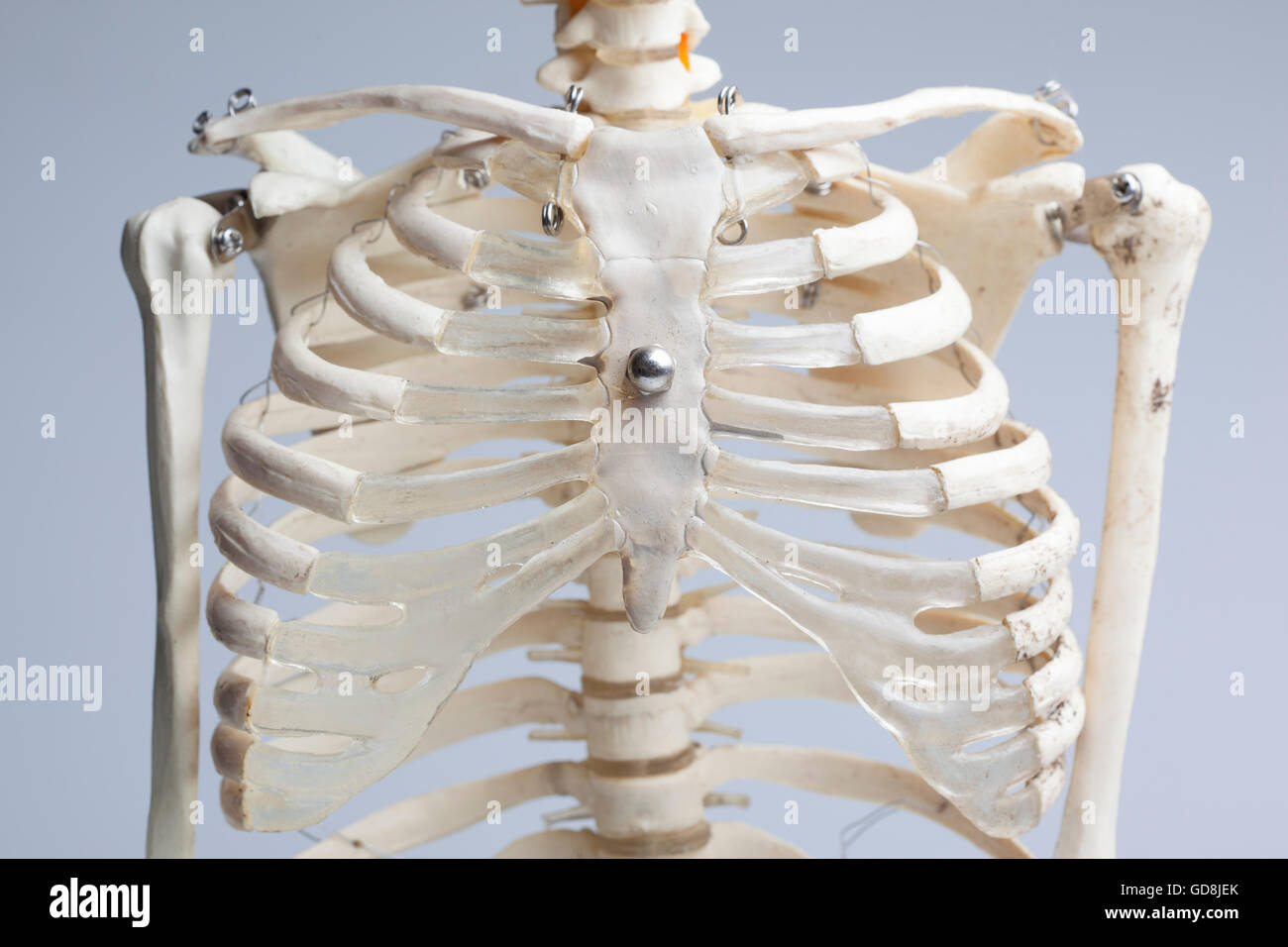 Human Skeleton Spine Skeletal Ribs Stock Photos & Human Skeleton Spine ...