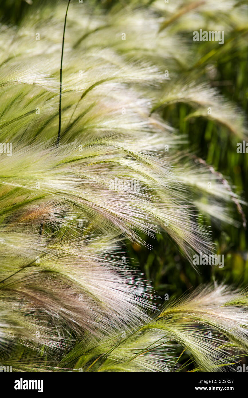 Wild grasses growing on central Colorado ranch; USA Stock Photo - Alamy