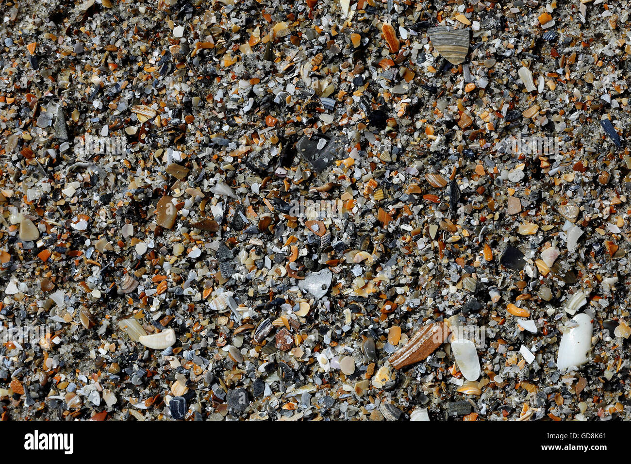 Assorted small broken seashells on beach sand Stock Photo - Alamy