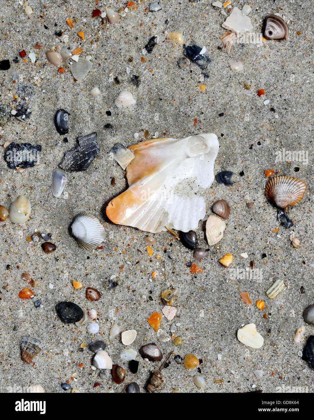 Assorted beach shells hi-res stock photography and images - Alamy