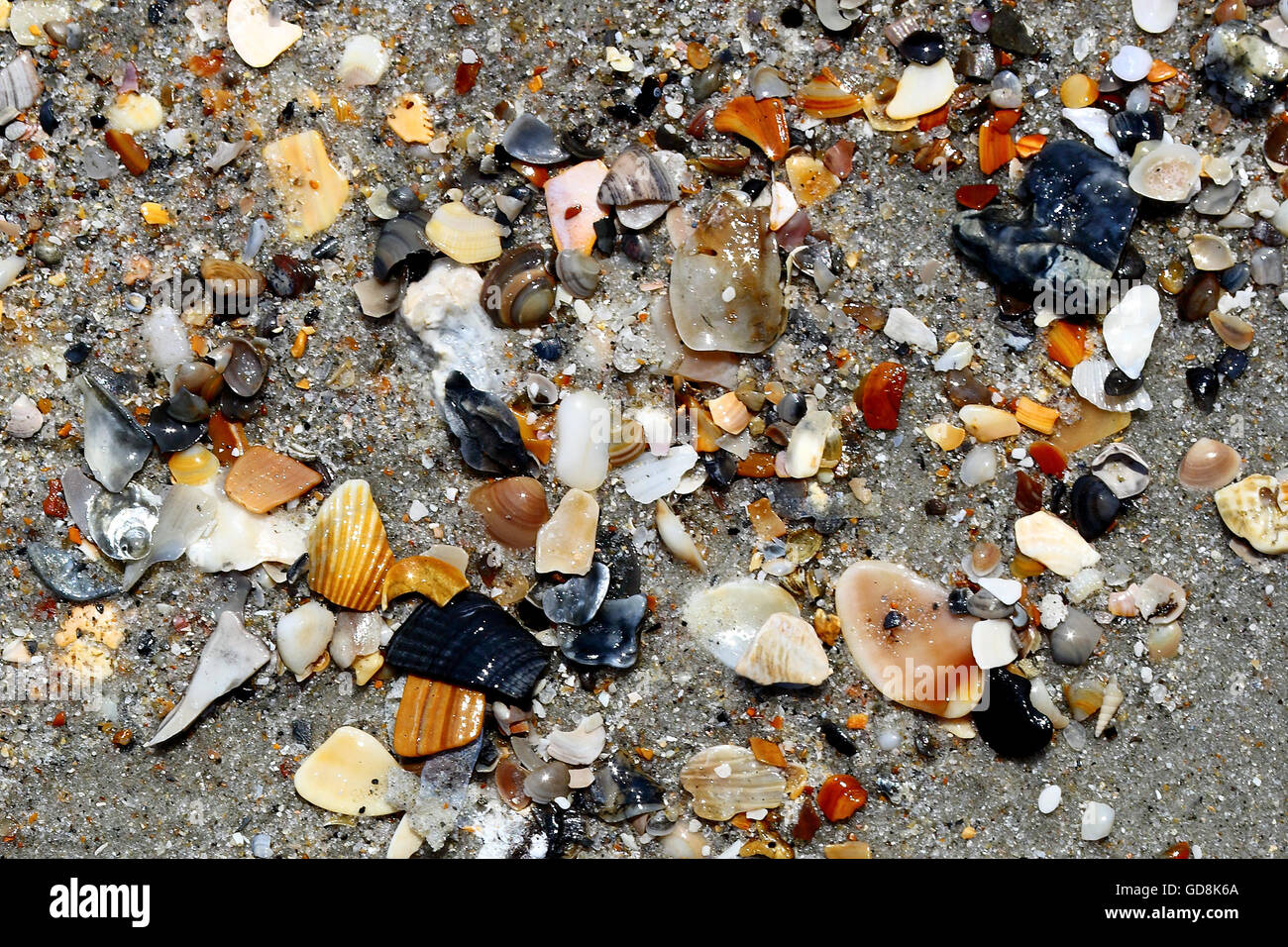 Assorted small broken seashells on beach sand Stock Photo - Alamy