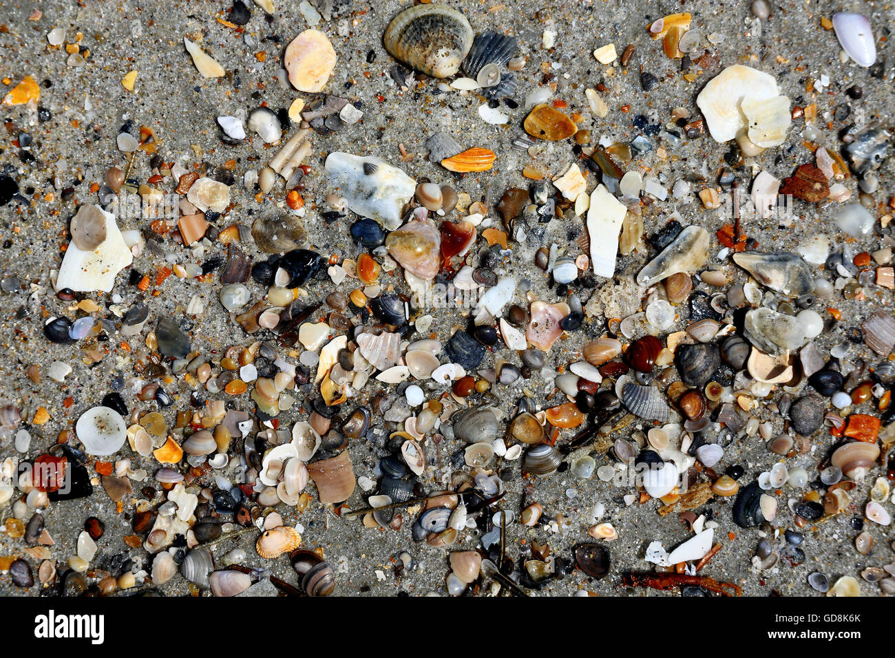 Assorted small broken seashells on beach sand Stock Photo - Alamy