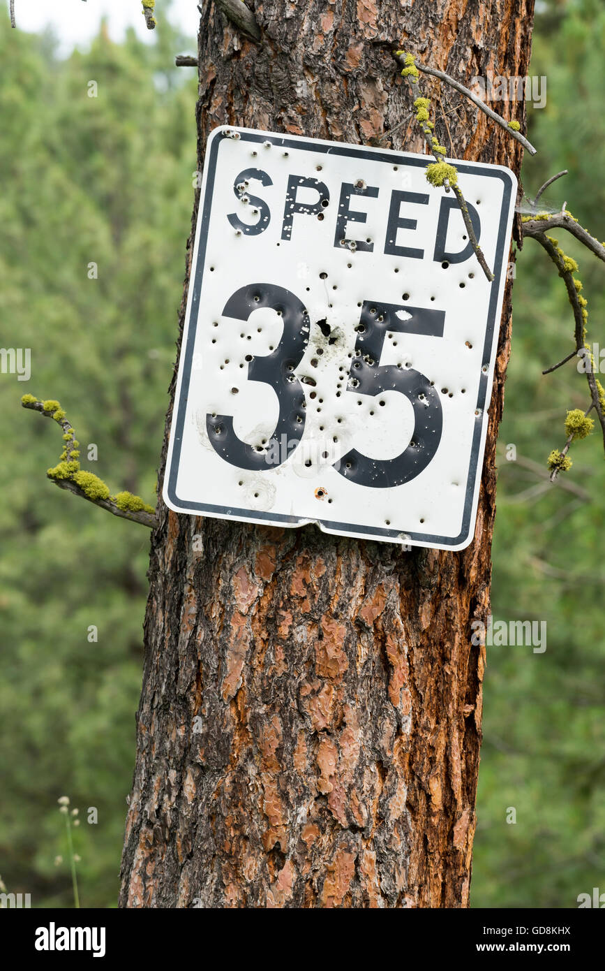 Speed limit sign with bullet holes on a pine tree in Oregon's Wallowa ...