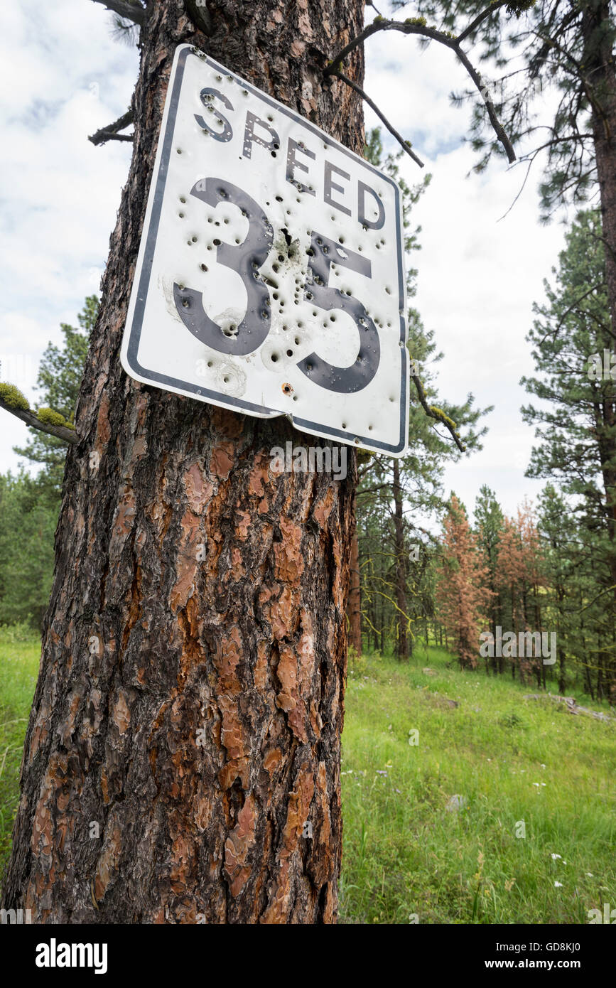 Speed limit sign with bullet holes on a pine tree in Oregon's Wallowa ...