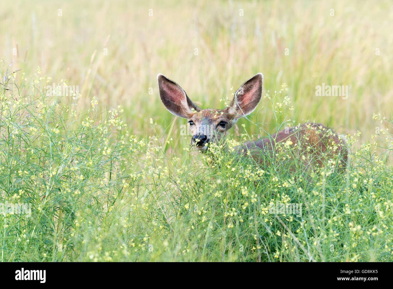 Forbs hi-res stock photography and images - Alamy