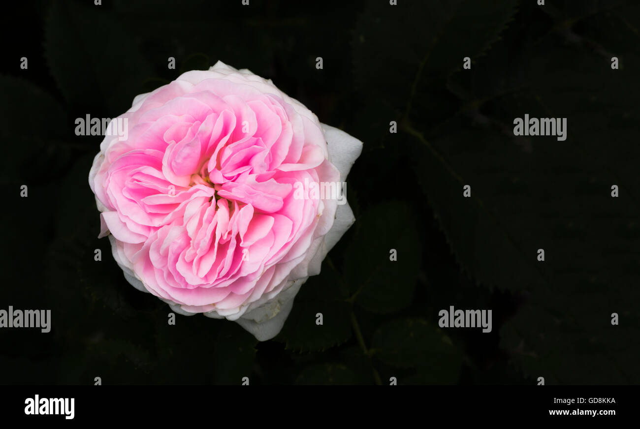 Beautiful pink flower in bloom Stock Photo - Alamy