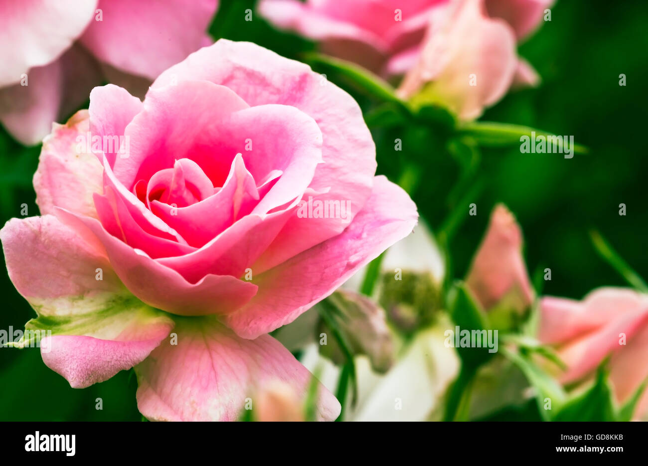 Beautiful pink flower in bloom Stock Photo - Alamy