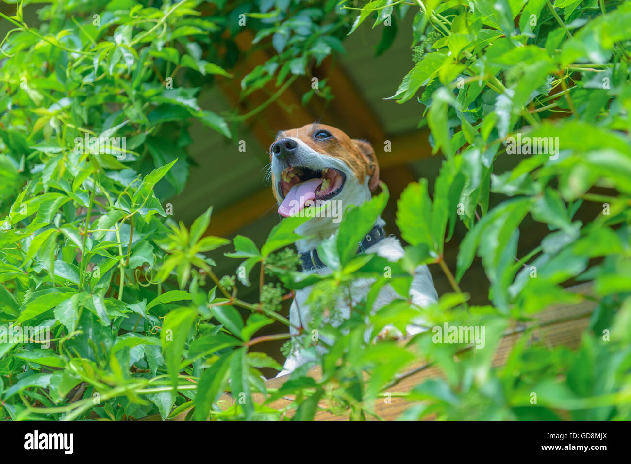 Smiling dog on treehouse. Summer time! Stock Photo - Alamy
