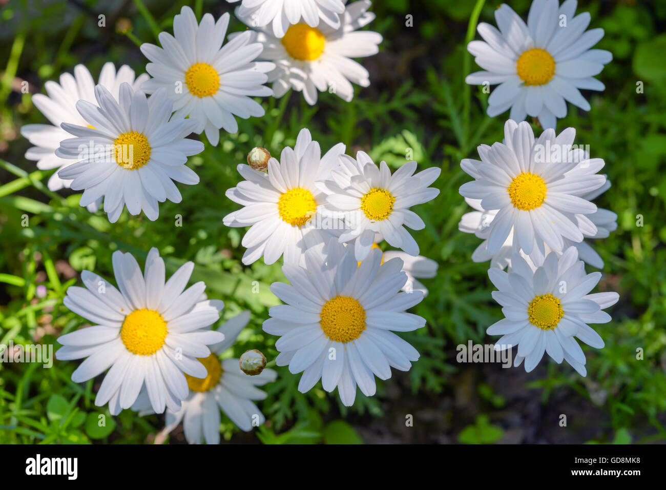 the flower chamomile close up Stock Photo - Alamy