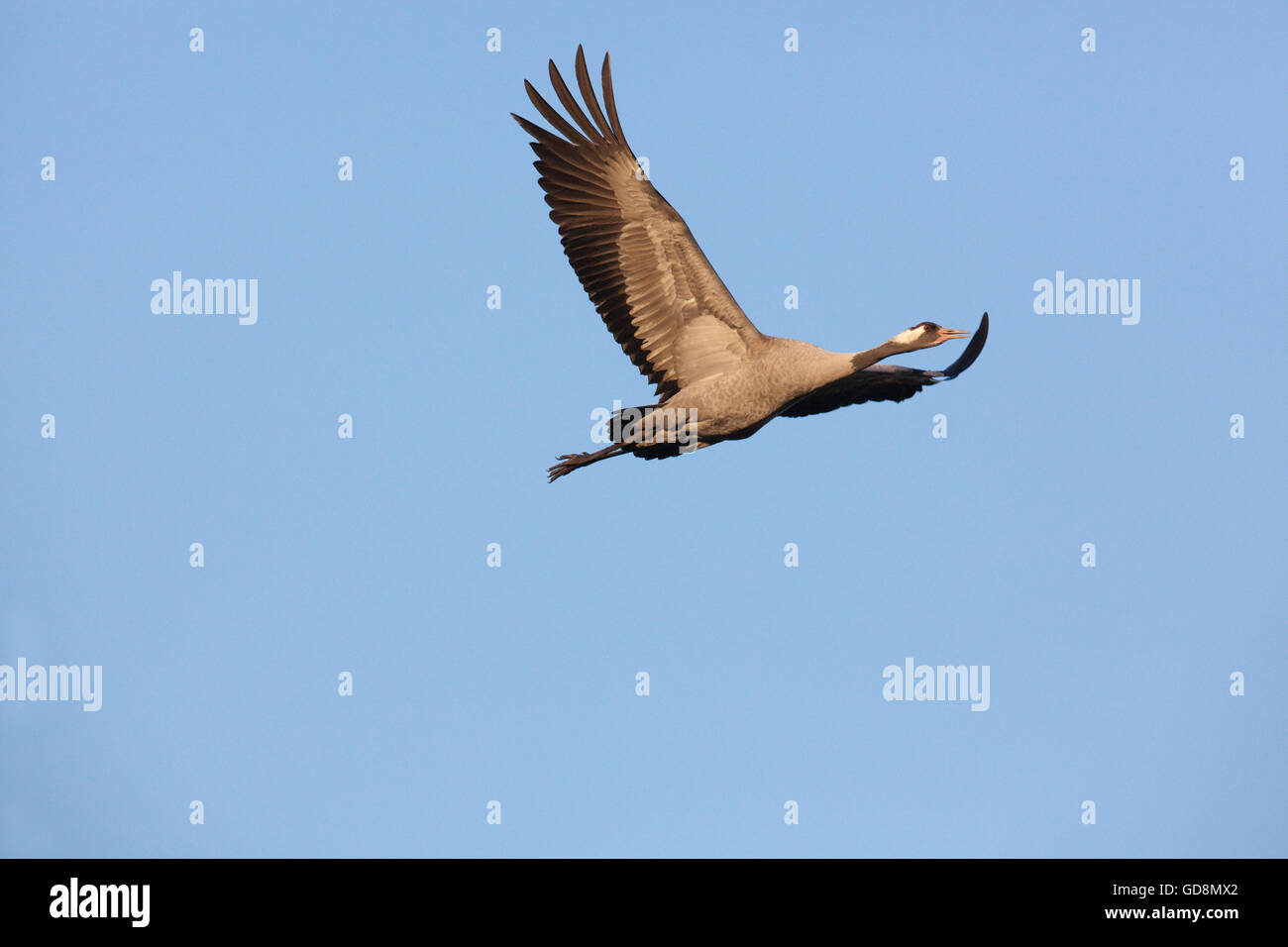 Birds fly overhead hi-res stock photography and images - Alamy