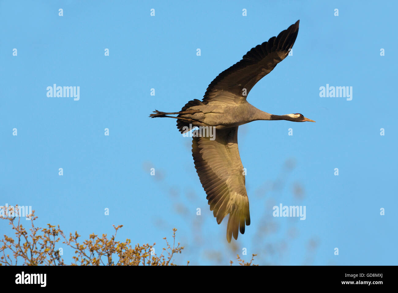 Crane shadow hi-res stock photography and images - Alamy