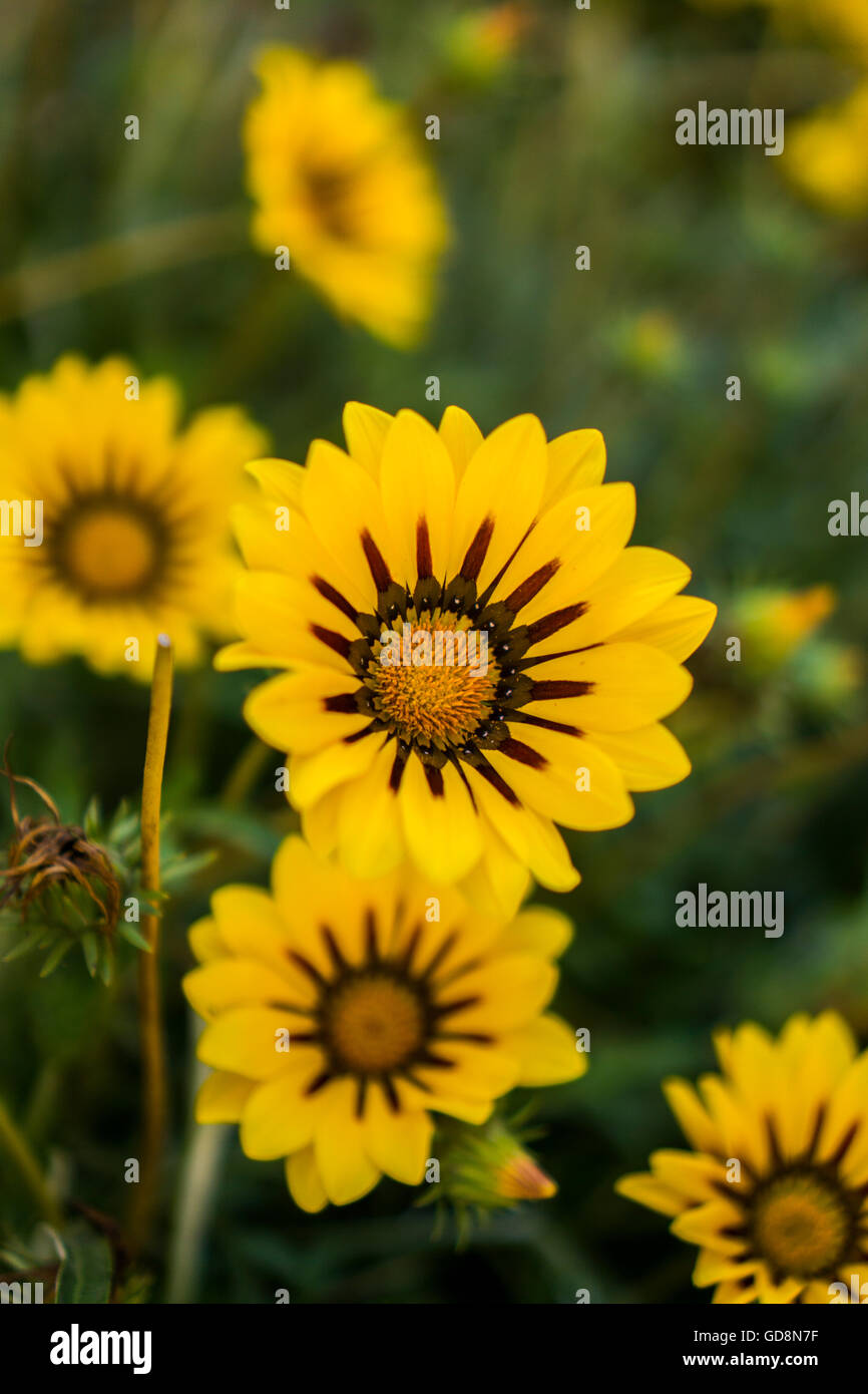 Sunflowers Islamabad Pakistan Asia Stock Photo - Alamy