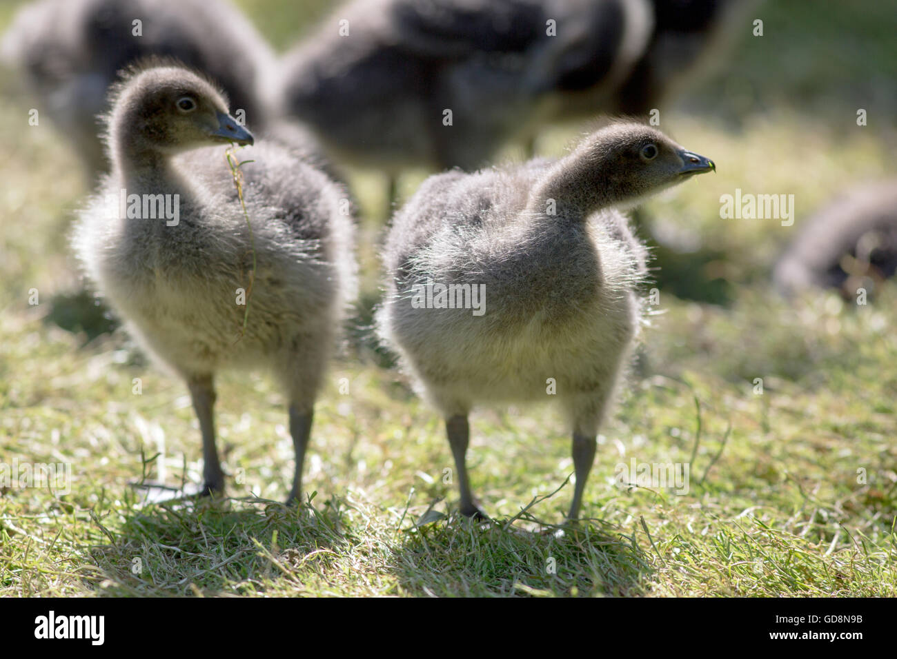 Precocious hi-res stock photography and images - Alamy