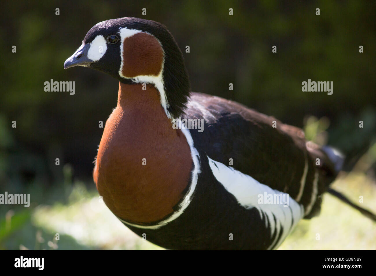 RED-BREASTED GOOSE (Branta ruficollis Stock Photo - Alamy