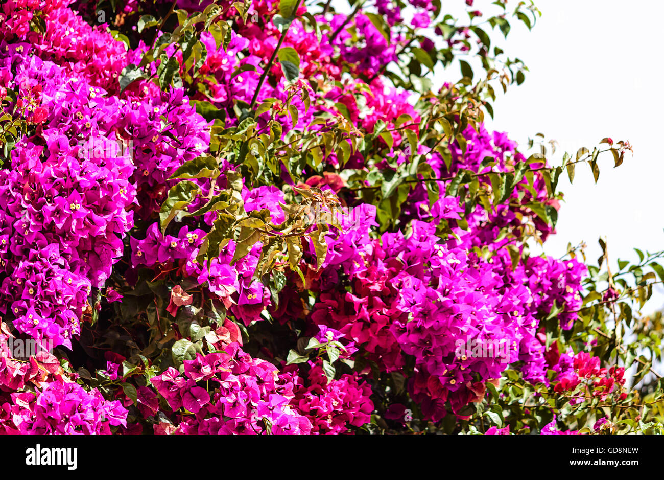 Bougainvillea bush hi-res stock photography and images - Alamy