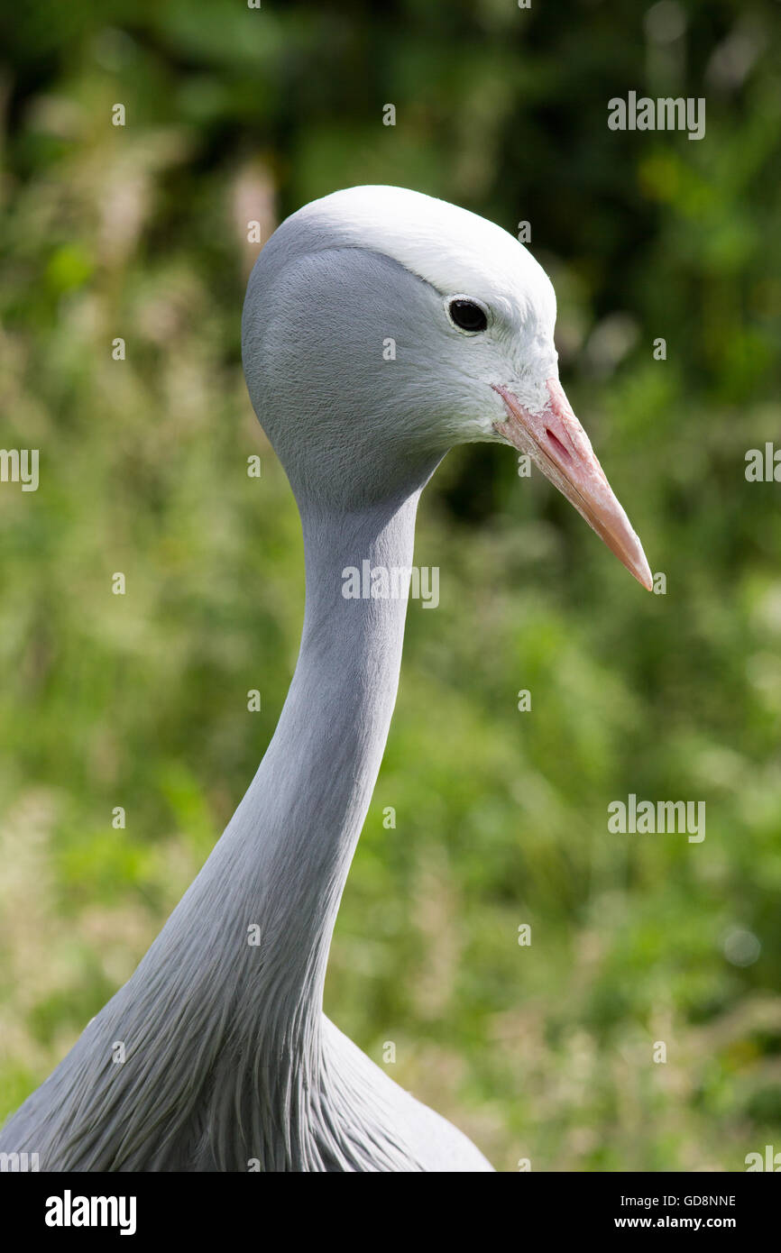 Bird Blue Crane Heads
