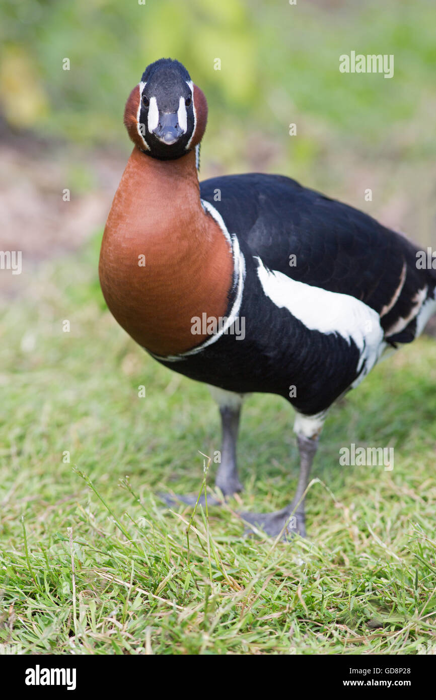 Red-breasted Goose (Branta ruficollis). Note the large white cheek ...