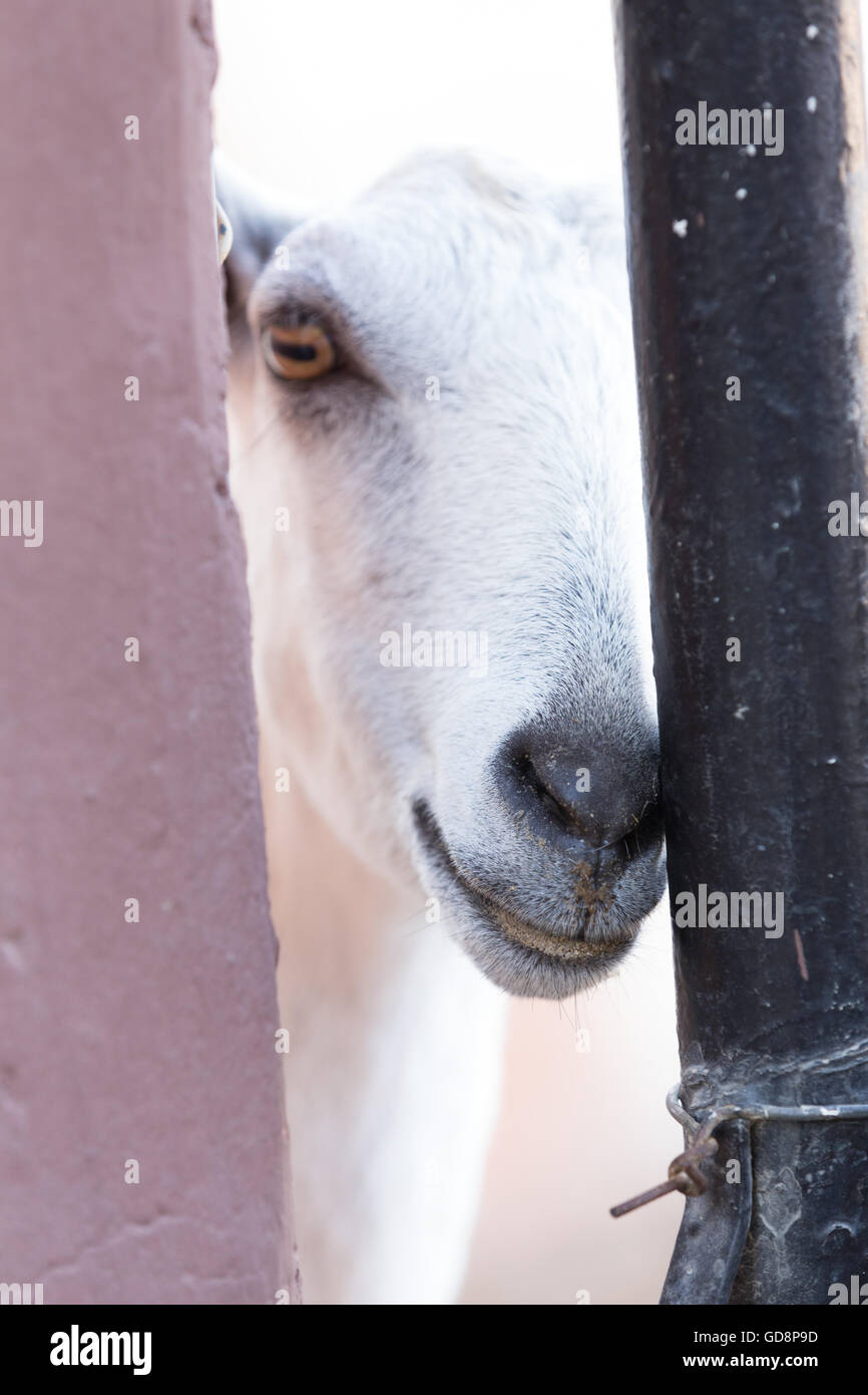 Al Dosari Zoo in Doha, Qatar Stock Photo - Alamy