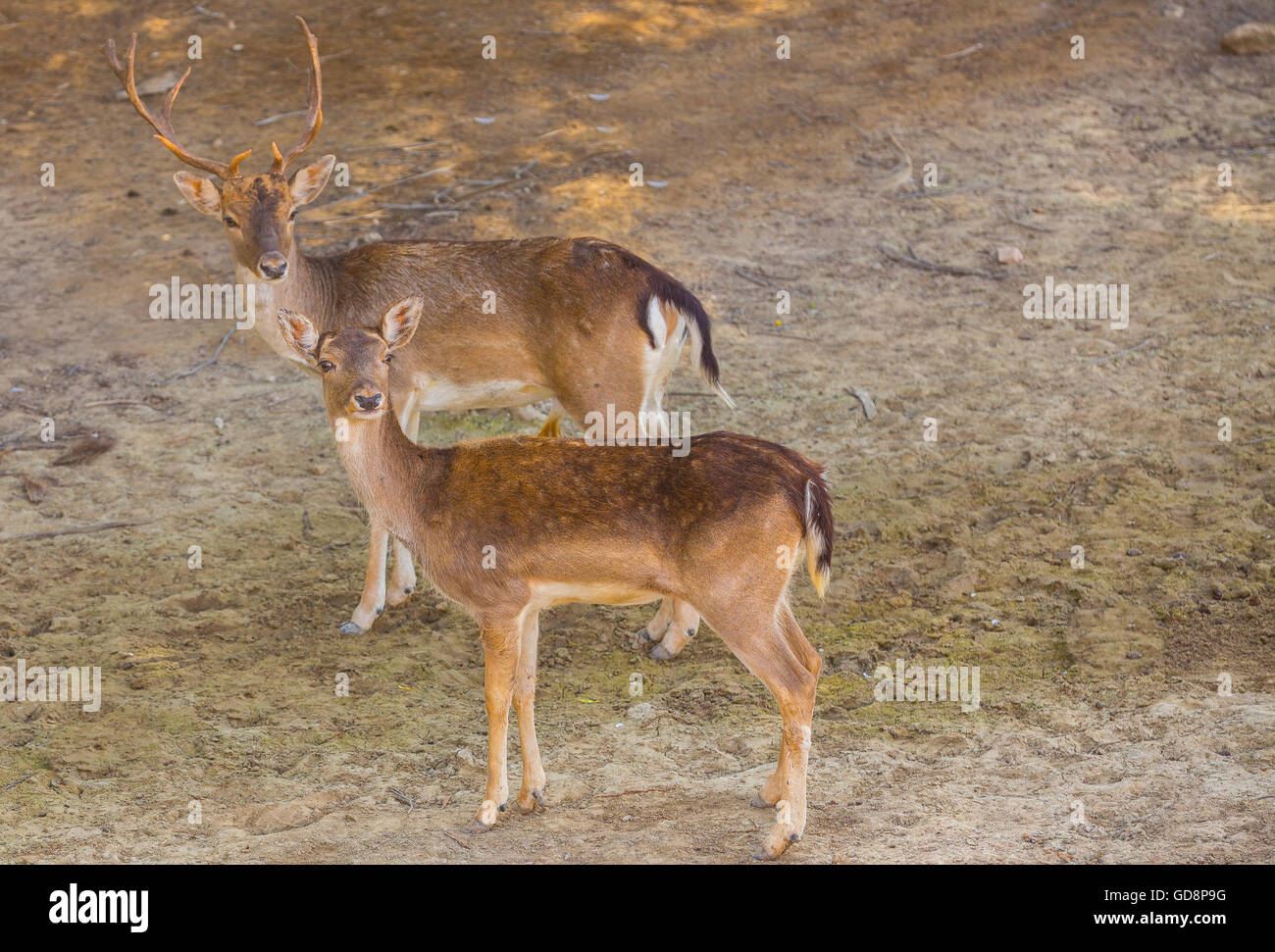 Al Dosari Zoo in Doha, Qatar Stock Photo - Alamy