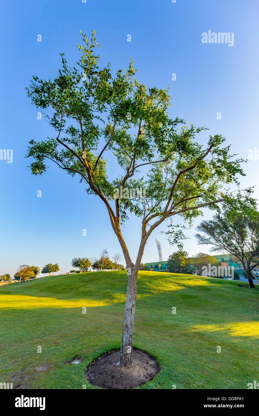 Aspire Park in Doha, Qatar Stock Photo - Alamy