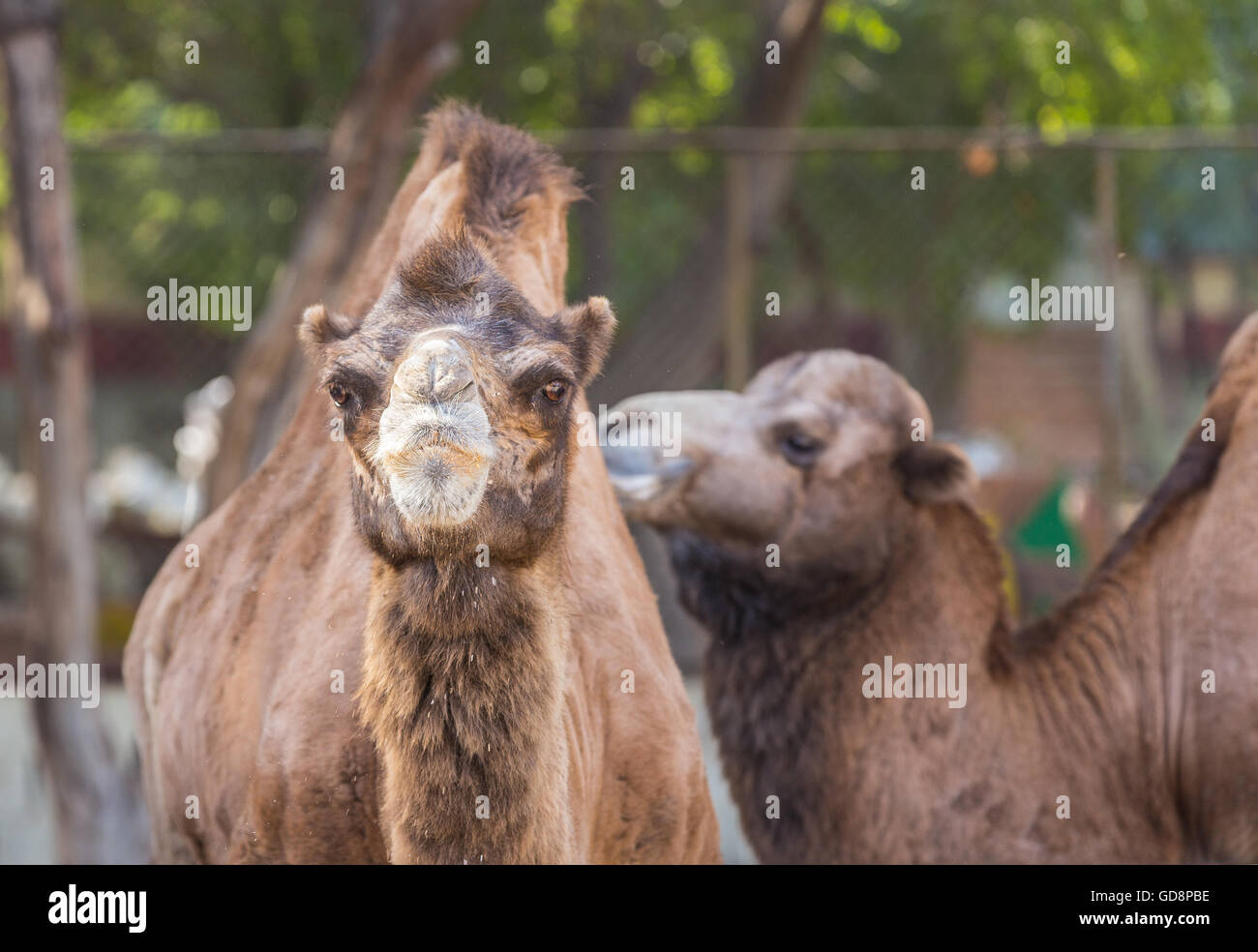 Al Dosari Zoo in Doha, Qatar Stock Photo - Alamy