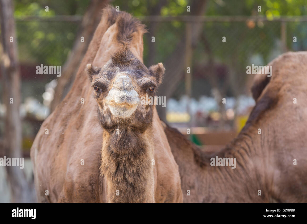 Al Dosari Zoo in Doha, Qatar Stock Photo - Alamy