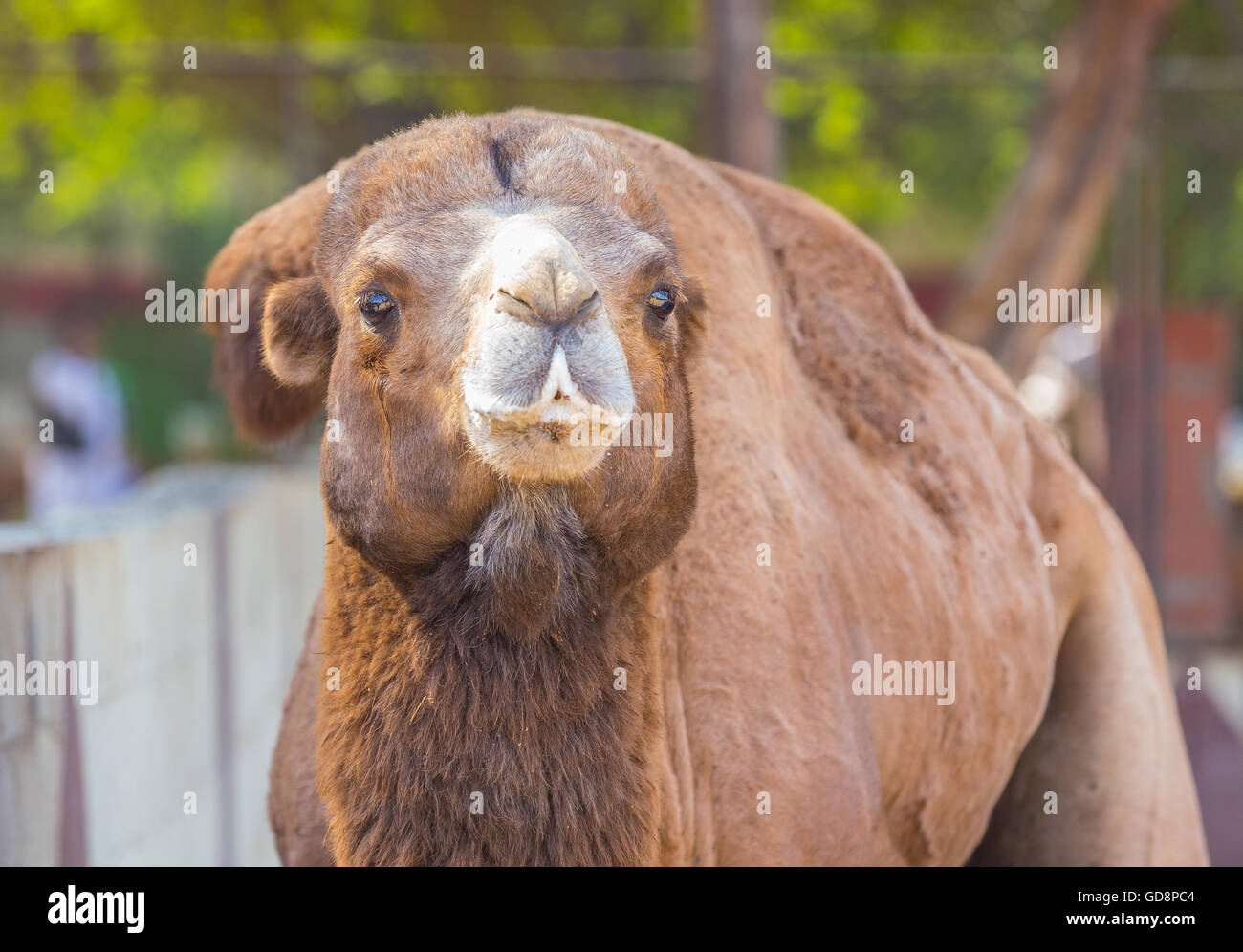 Al Dosari Zoo in Doha, Qatar Stock Photo - Alamy