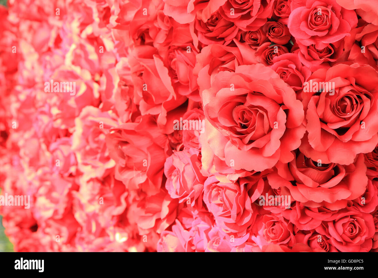 Pink roses wall Stock Photo - Alamy
