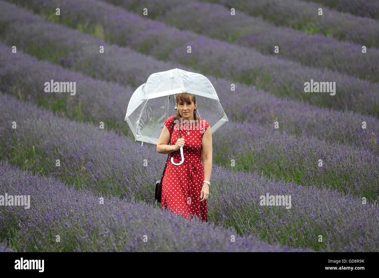Lordington Lavender Farm West Sussex UK Stock Photo - Alamy