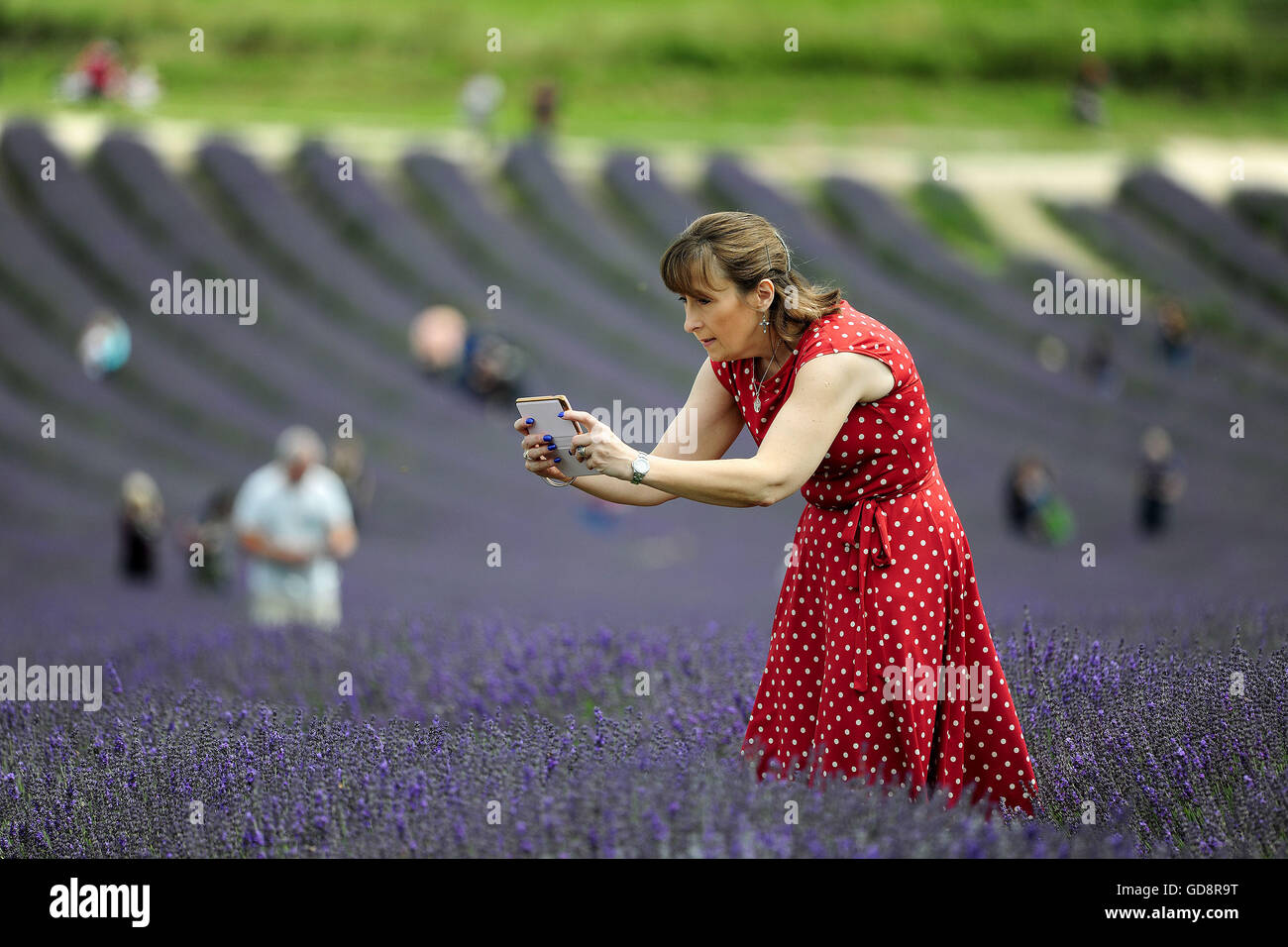 Lordington Lavender Farm West Sussex UK Stock Photo - Alamy