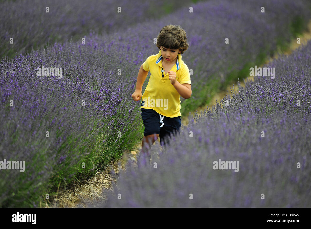 Lordington Lavender Farm West Sussex UK Stock Photo - Alamy