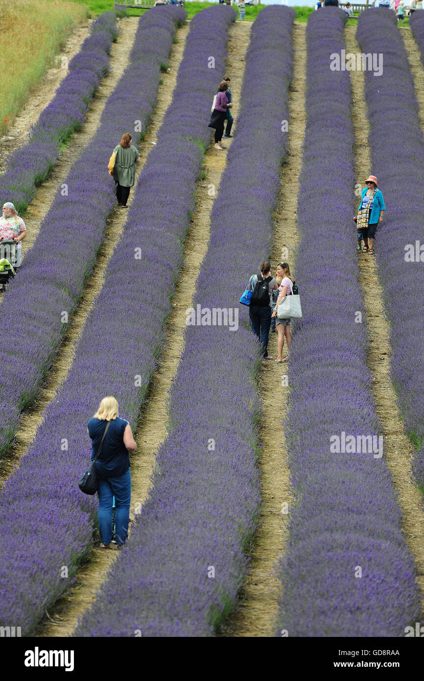 Lordington Lavender Farm West Sussex UK Stock Photo - Alamy