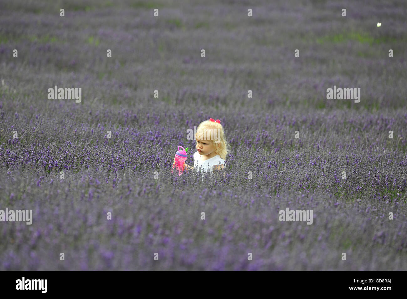 Lordington Lavender Farm West Sussex UK Stock Photo - Alamy