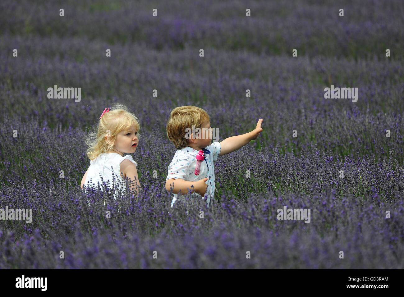 Lordington Lavender Farm West Sussex UK Stock Photo - Alamy