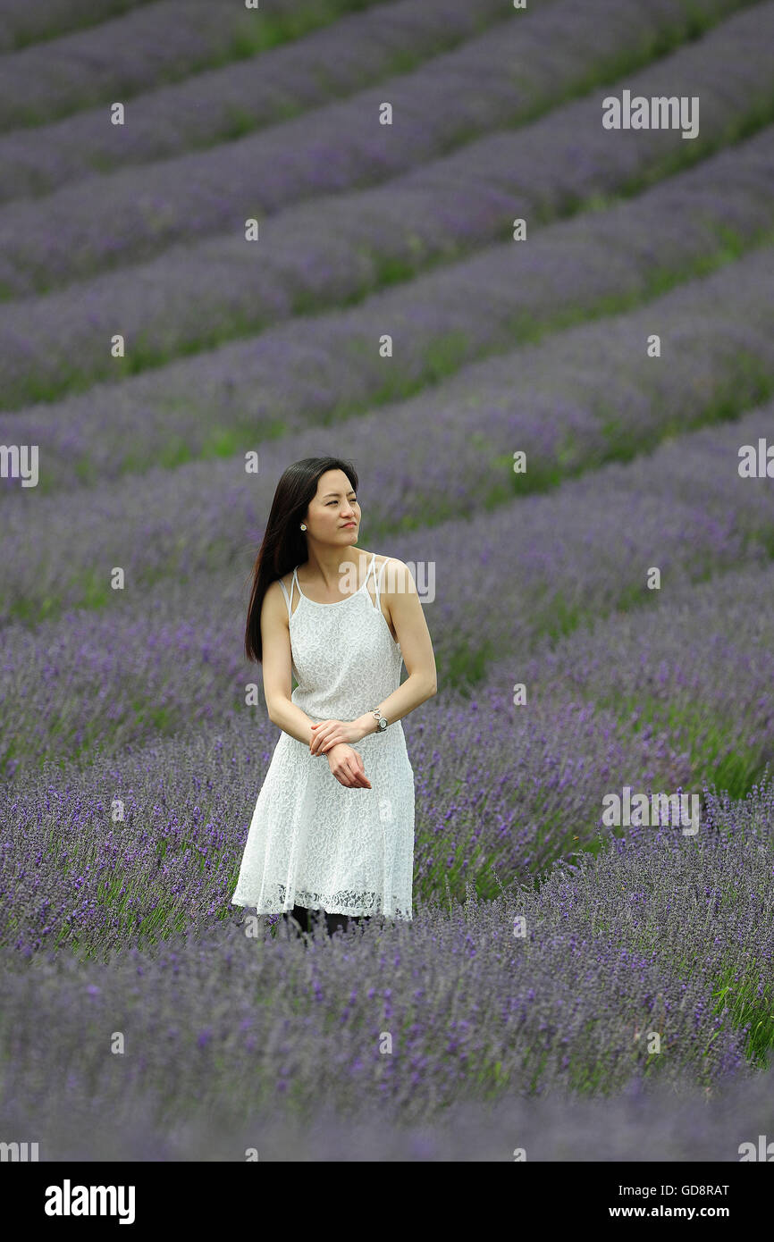 Lordington lavender field hi-res stock photography and images - Alamy