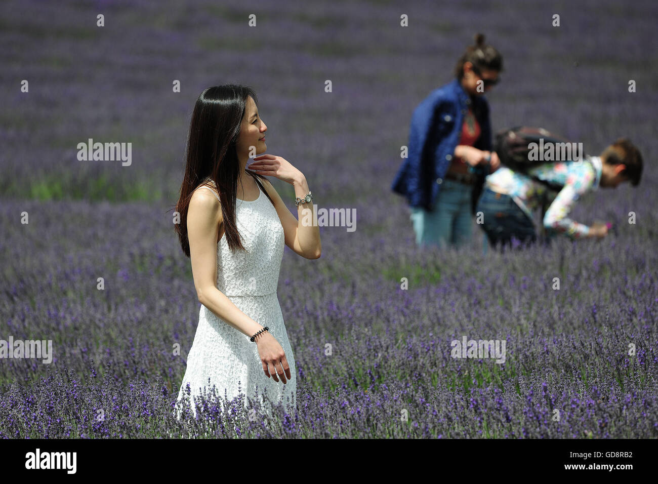 Lordington Lavender Farm West Sussex UK Stock Photo - Alamy