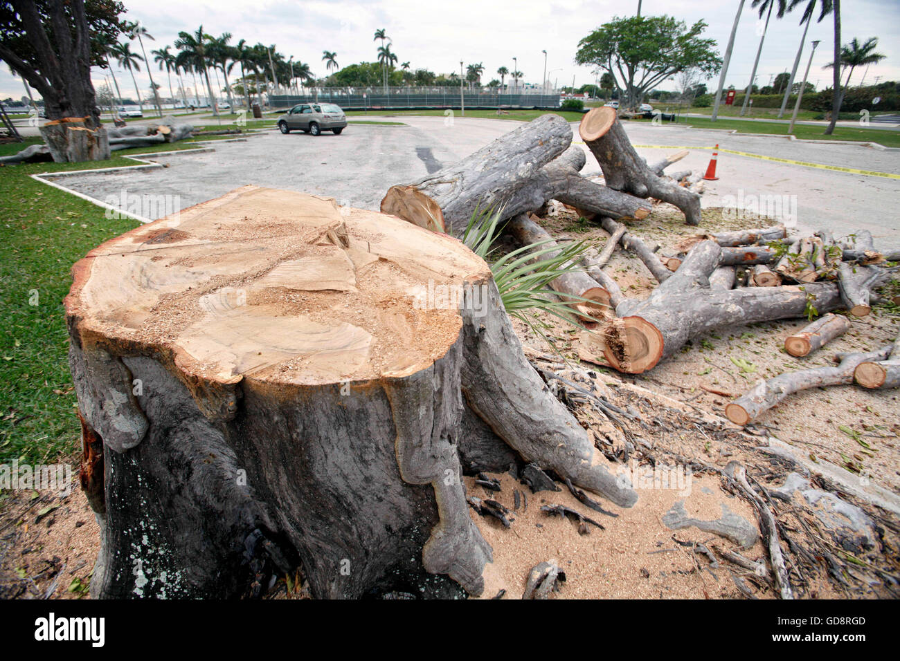 Cut down palm tree hi-res stock photography and images - Alamy