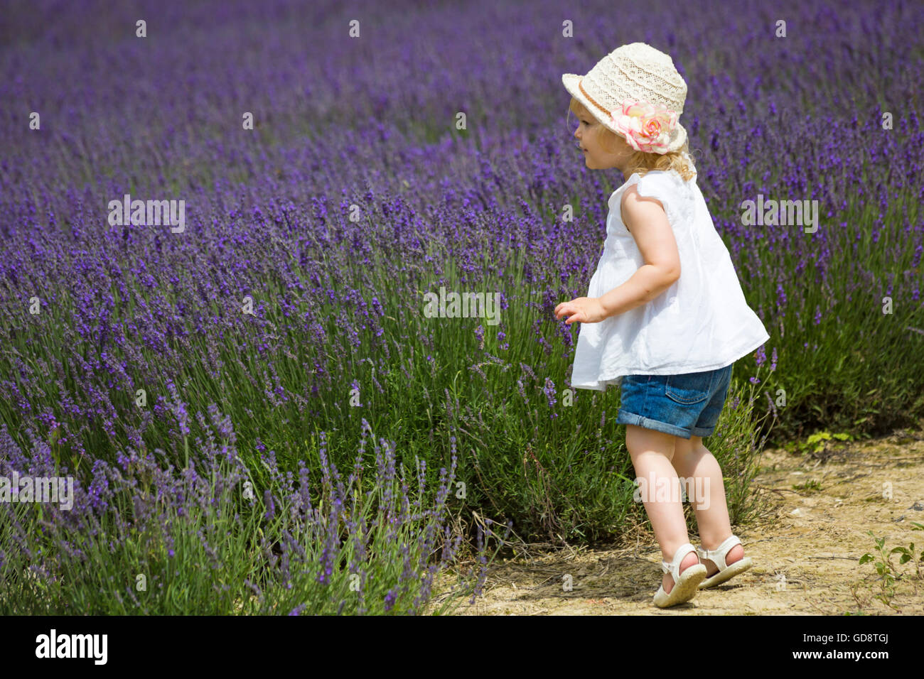 Lordington Lavender Farm, Lordington, Chichester, West Sussex, UK. 13 ...