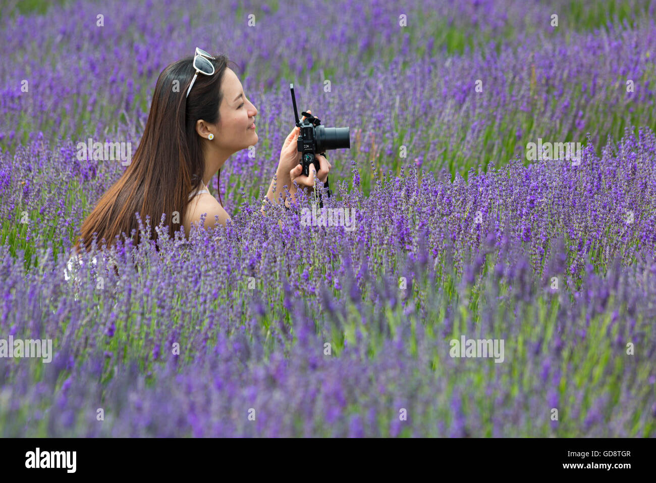 Lordington Lavender Farm, Lordington, Chichester, West Sussex, UK. 13 ...