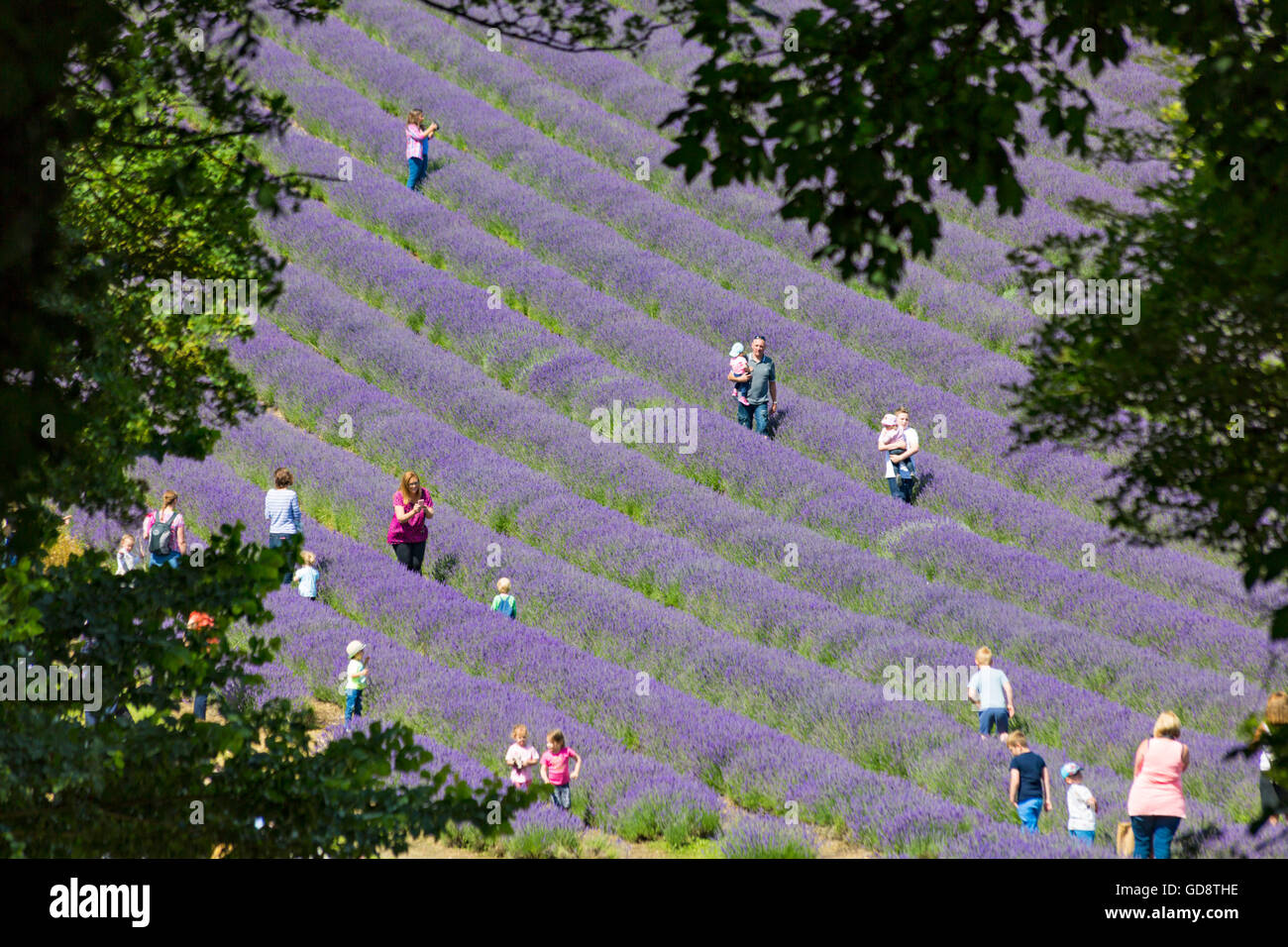 Lordington Lavender Farm, Lordington, Chichester, West Sussex, UK. 13 ...